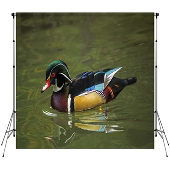 Duck Photo Backdrops | Available in nearly ANY Custom Sizes