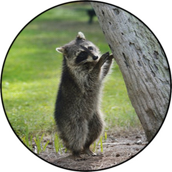 Raccoon Area Rugs & Floor Mats