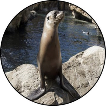 Seal Area Rugs & Floor Mats